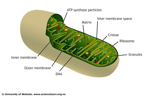 Mitochondrial Disease | KidsHealth NZ